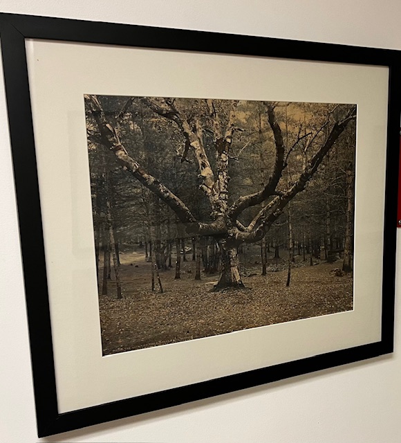 Fall Exhibit | Conway Public Library